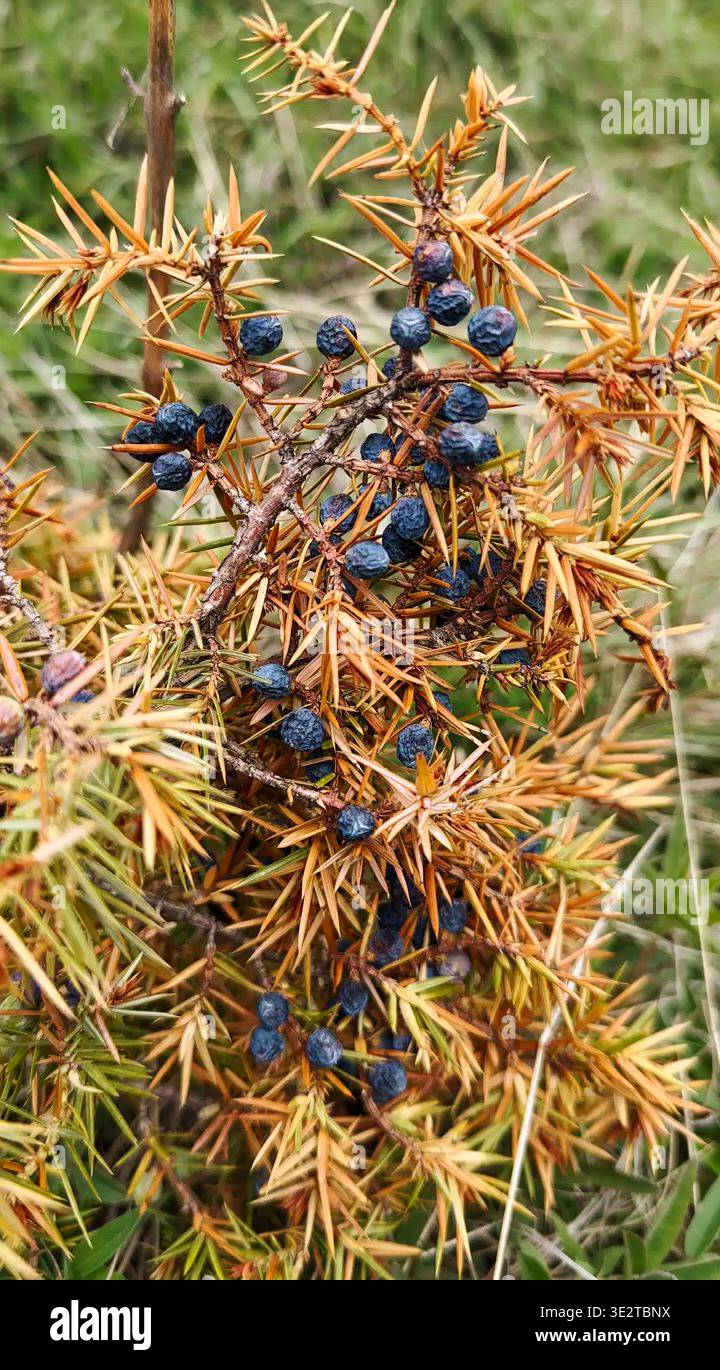 Mountain forest plant Stock Video Footage - Alamy