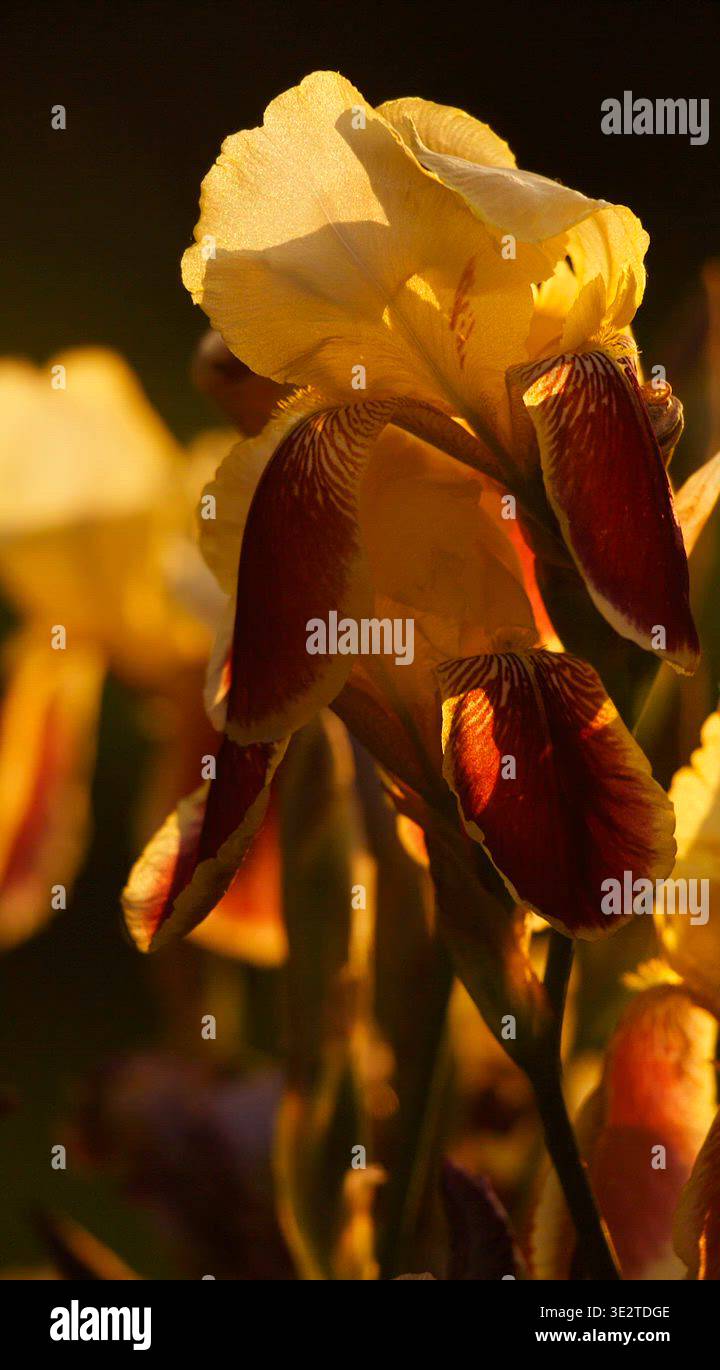 Iris spring flowers bloom nature field garden Stock Video Footage - Alamy