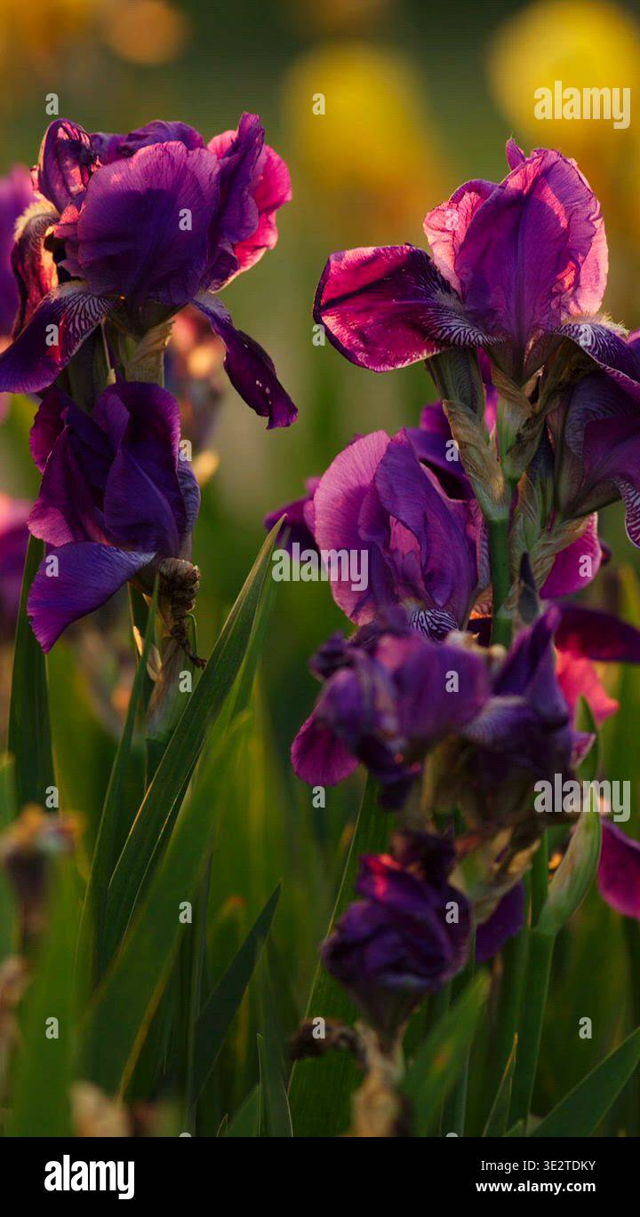 Iris spring flowers bloom nature field garden Stock Video Footage - Alamy