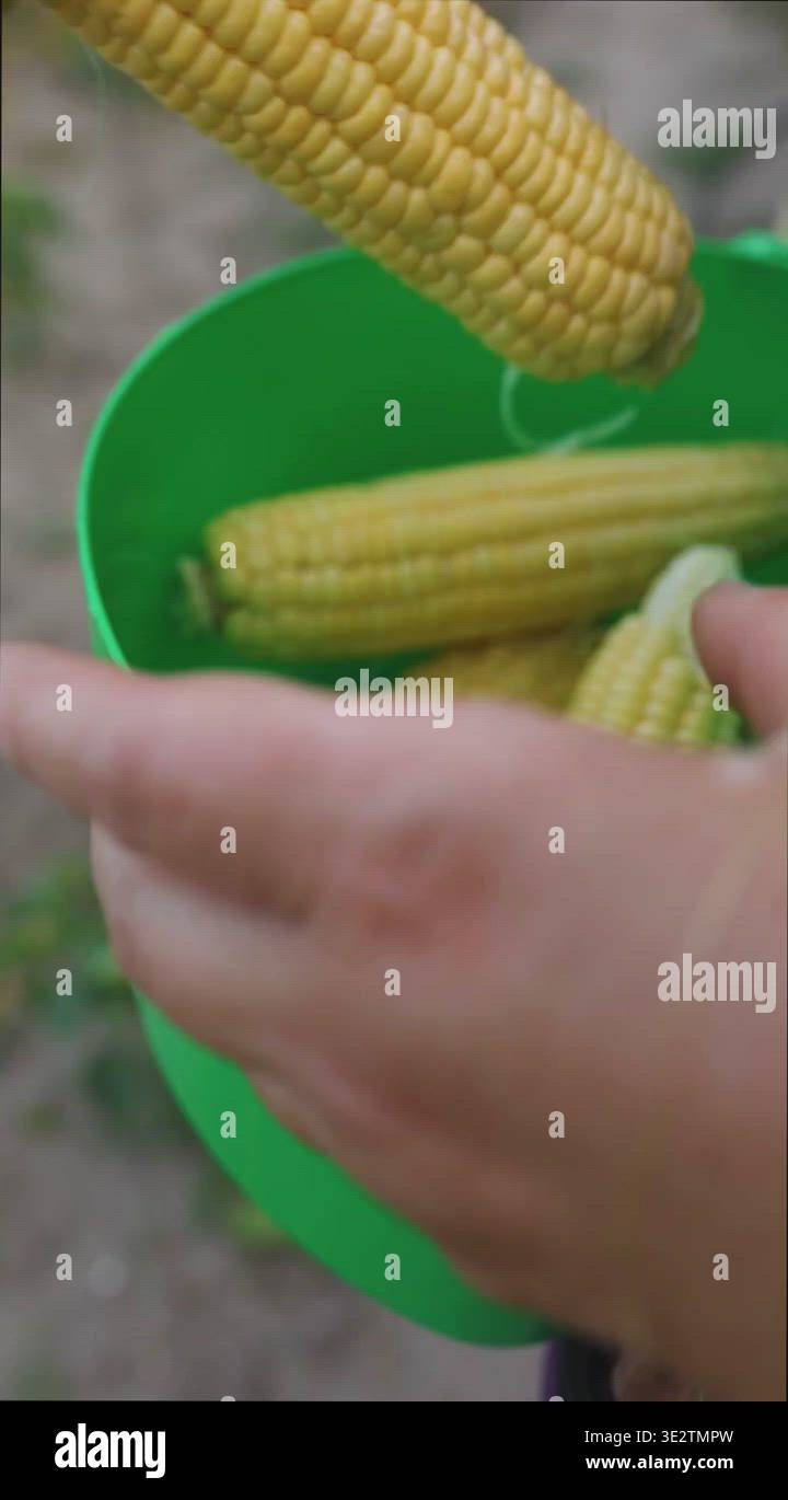 putting corn in a bowl Stock Video Footage - Alamy