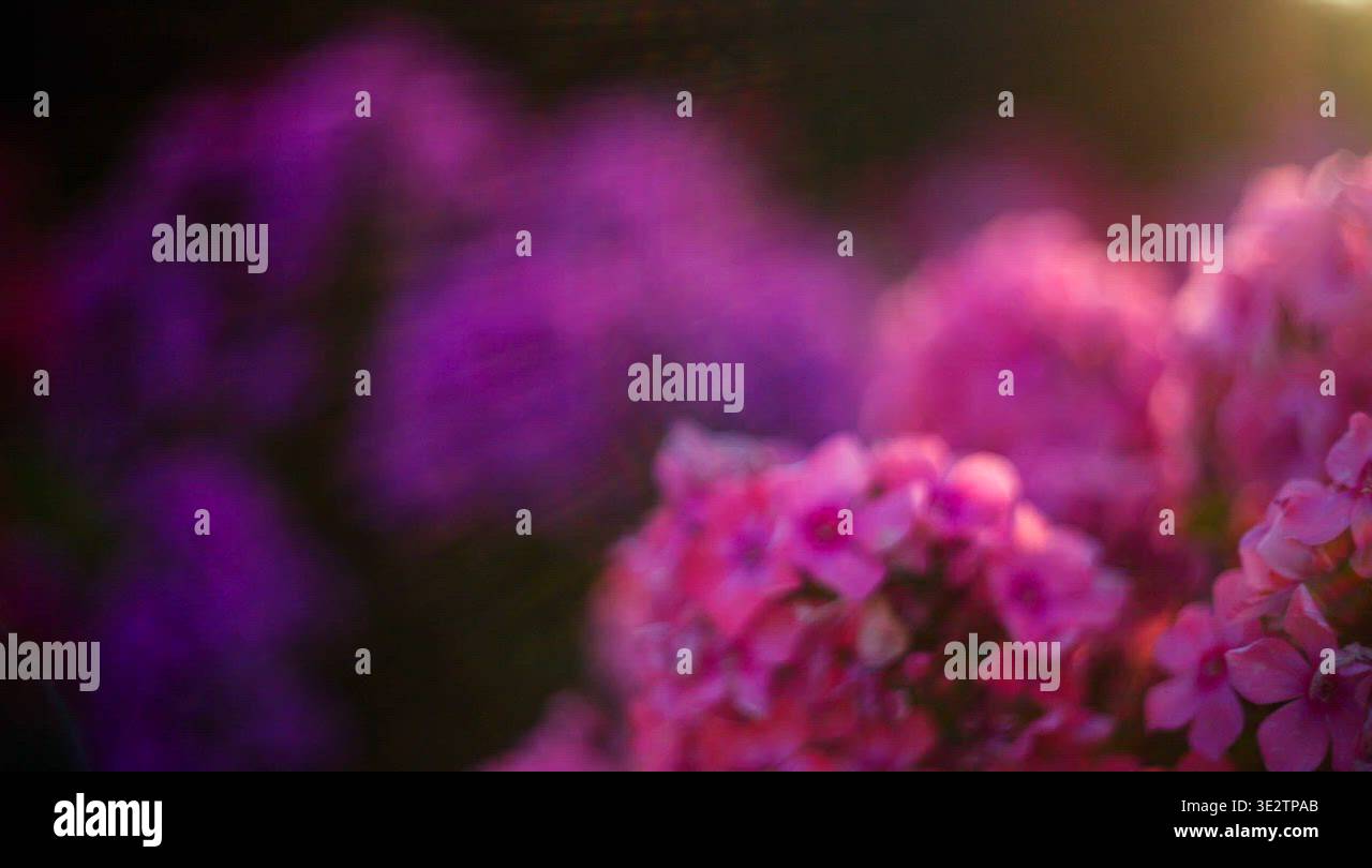 Summer nature flowers sun Stock Video Footage - Alamy
