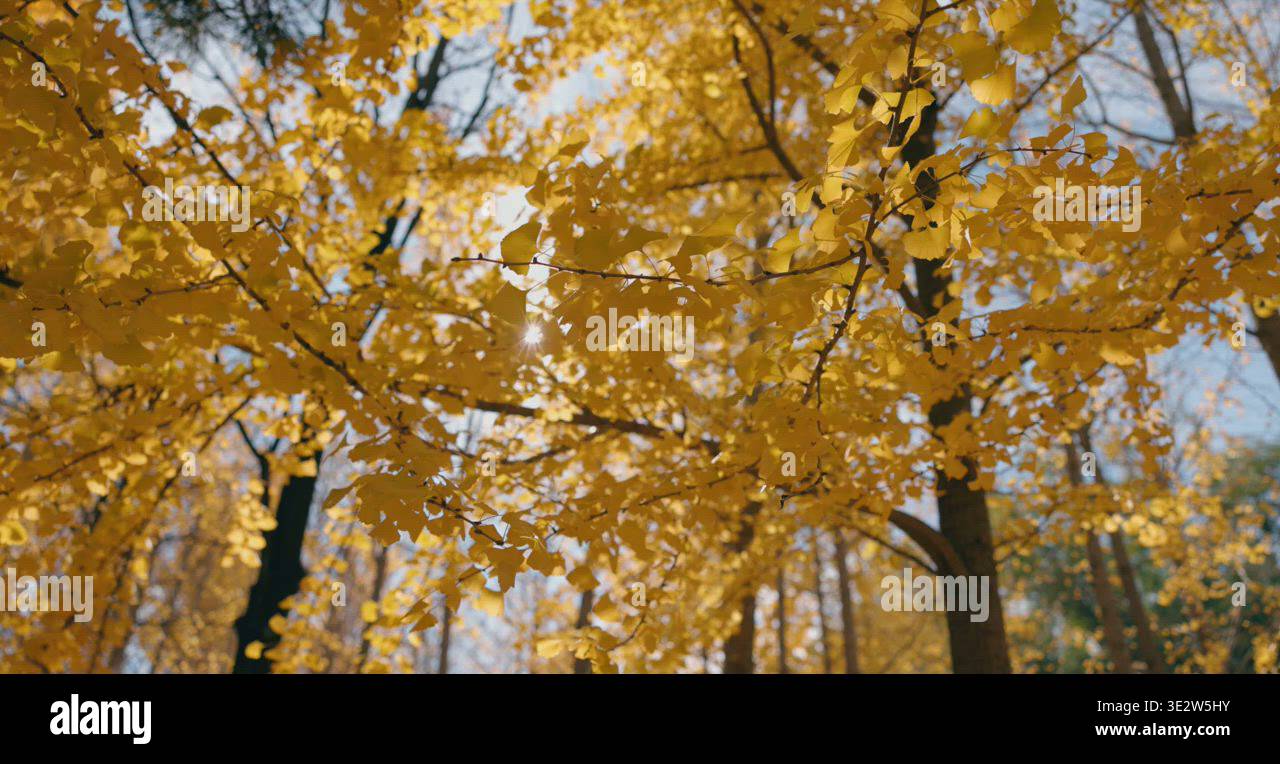 Golden Ginkgo Tree Canopy Against Blue Sky Stock Video Footage - Alamy