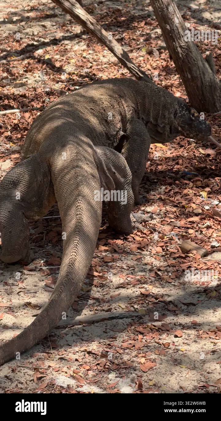 UGC.giant komodo dragon Stock Video Footage - Alamy