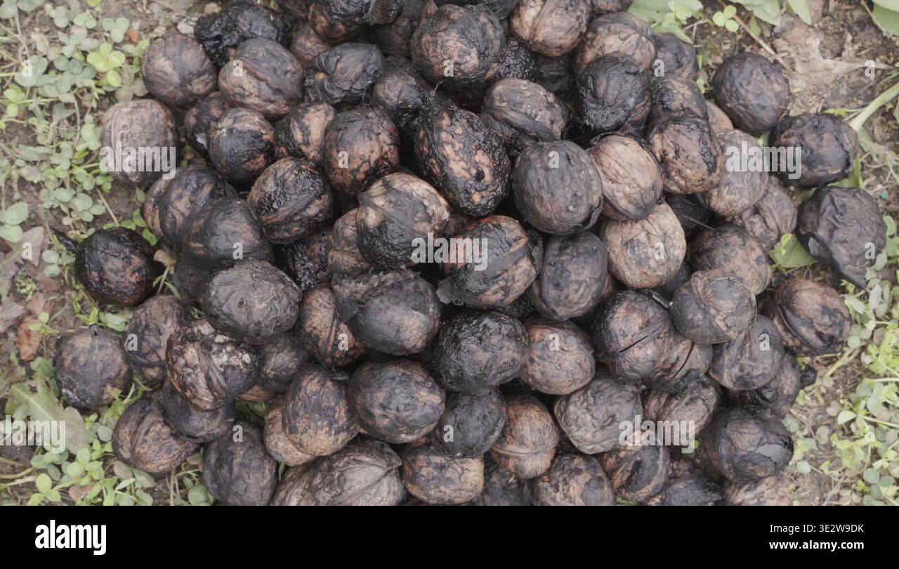 Walnut shelling Stock Video Footage - Alamy