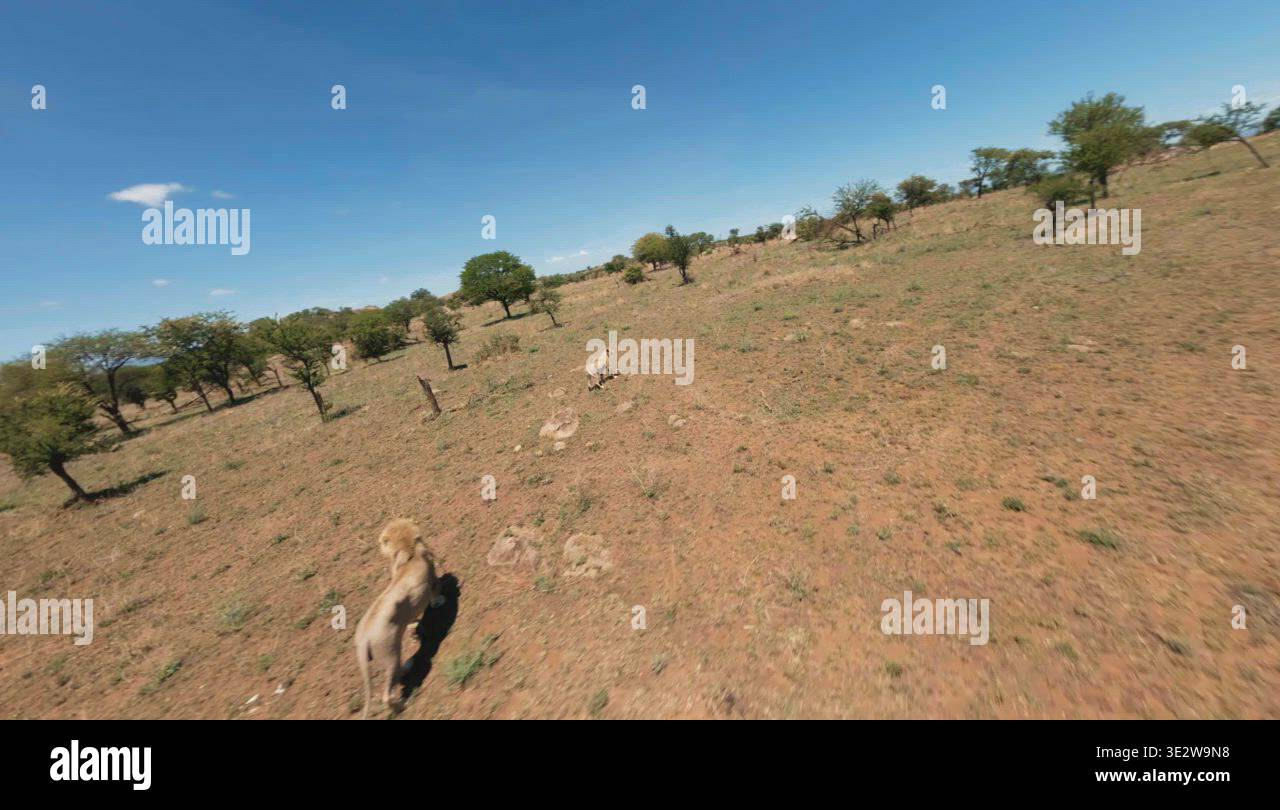 FPV drone view, orbiting a couple of Lions, wildlife during a safari ...