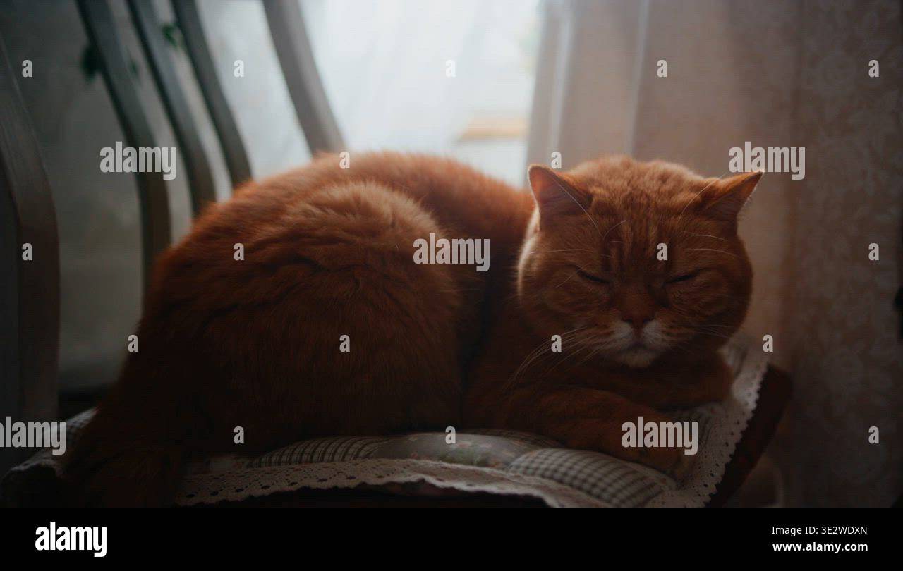 Relaxed cat chilling on chair Stock Video Footage - Alamy