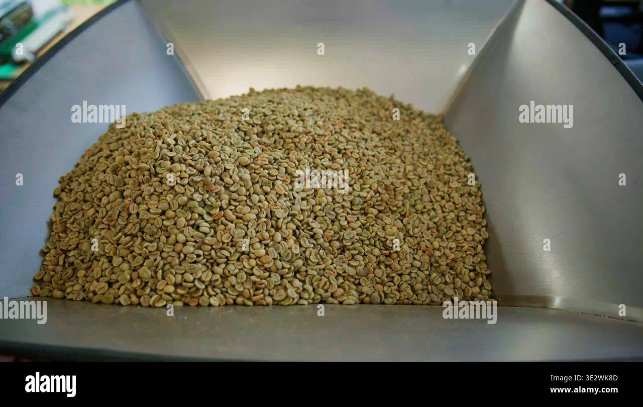 Green coffee beans disappearing into industrial machinery hopper Stock ...