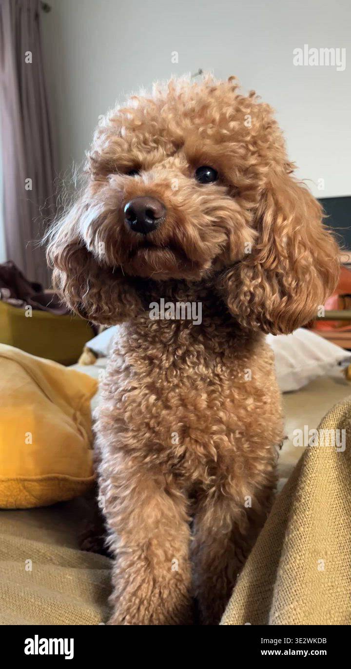 Cute poodle eating apple Stock Video Footage - Alamy