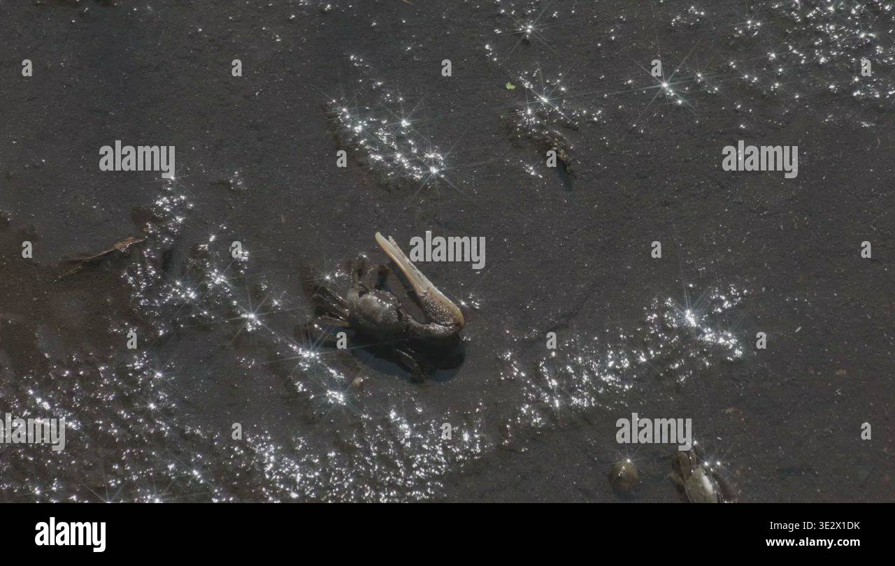 Fiddler Crab in Florida Marsh Wetland Stock Video Footage - Alamy
