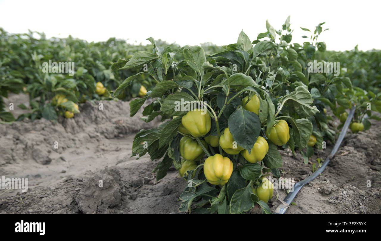Bell Pepper Field Harvest Stock Video Footage - Alamy