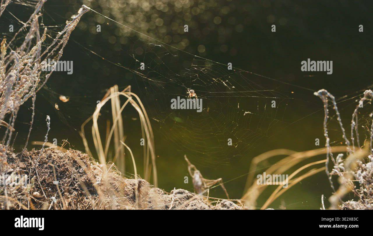 Spider Weaving a Web Near a Serene Waterbody in Nature Wildlife Stock ...