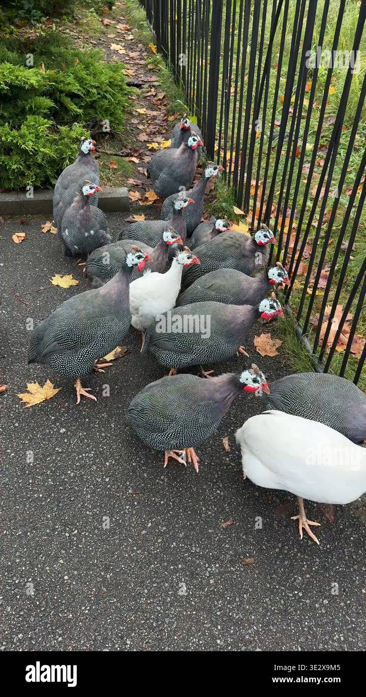 Guineafowl foraging along a path near a fence Stock Video Footage - Alamy