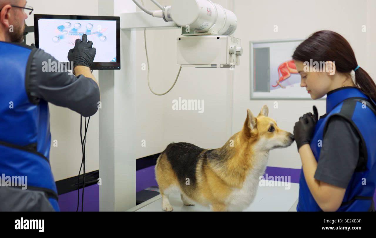 Vet doctor using medical equipment near assistant talking with dog ...