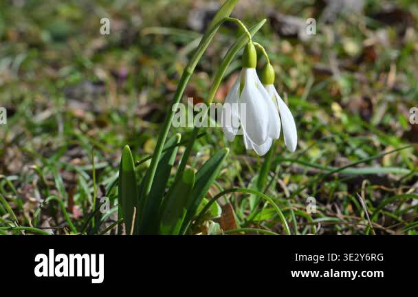 One of the earliest spring flowers, snowdrops (Galanthus spp.) with ...