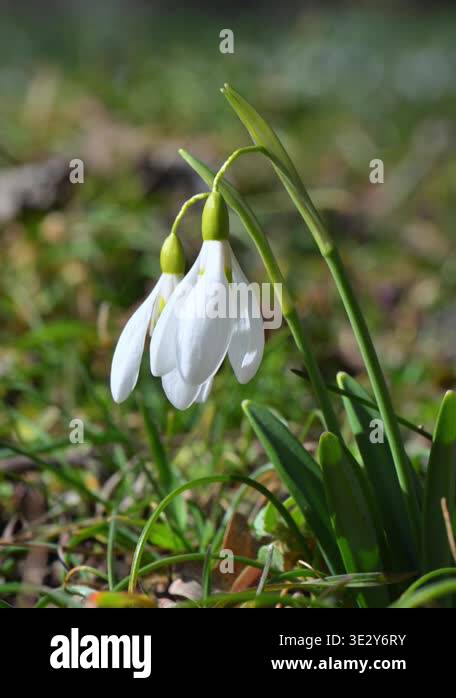 One of the earliest spring flowers, snowdrops (Galanthus spp.) with ...