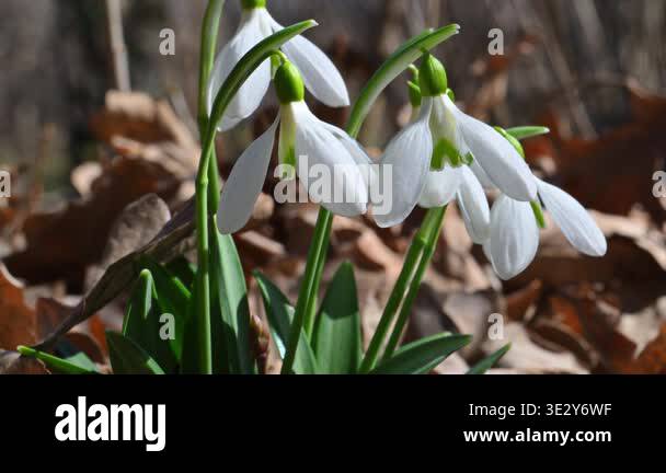 One of the earliest spring flowers, snowdrops (Galanthus spp.) with ...