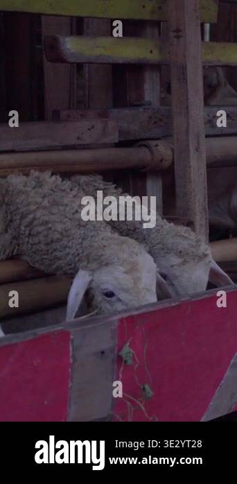 Some goats are eating in a pen. A simple pen made of a mixture of wood ...