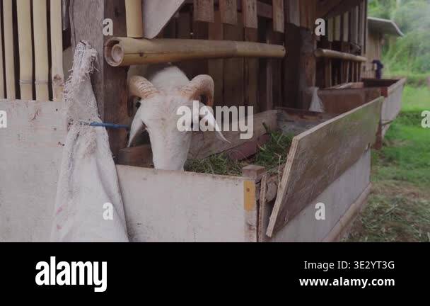 Some goats are eating in a pen. A simple pen made of a mixture of wood ...