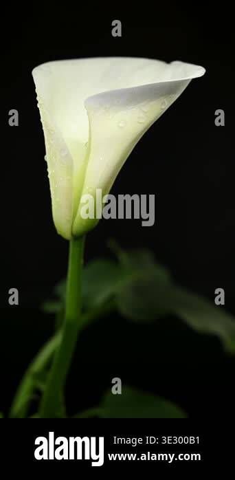 Close-up 4K video of a blooming white Calla Lily featuring a yellow ...