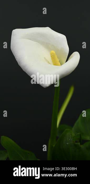 Close-up 4K video of a blooming white Calla Lily featuring a yellow ...