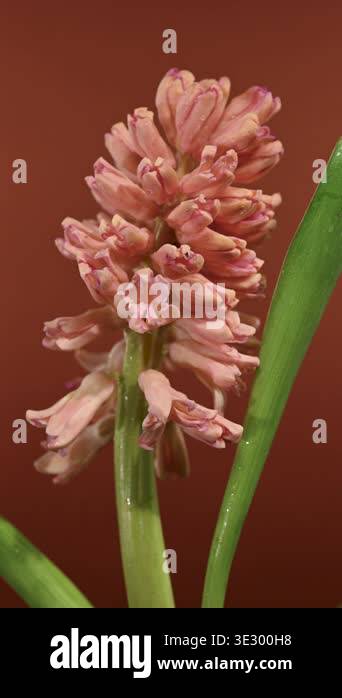 Close-up 4K video of a blooming peach-colored hyacinth with water ...