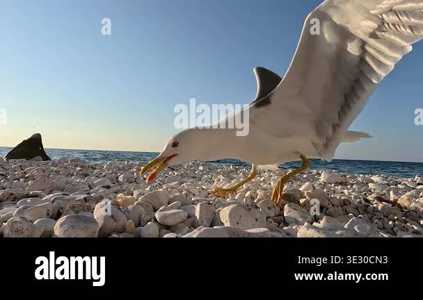 A seagull eats bread. A close-up of a seagull grabbing food against the ...