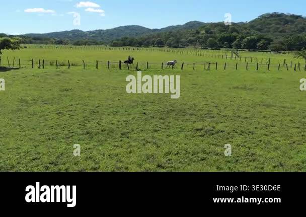 Latin stableman riding a dark horse across a green meadow with other ...