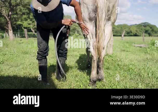 Peasant in a cowboy hat washing a white horse with a hose in a green ...
