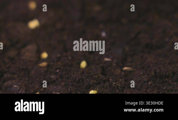 A close-up view of a hand planting small yellow seeds into dark soil ...