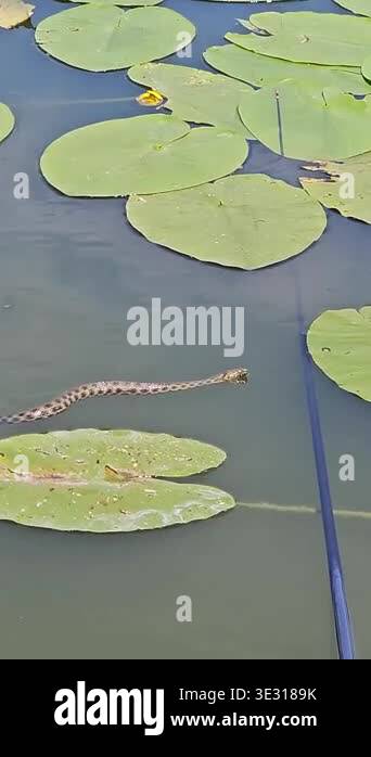 grass snake lying among floating lily-like leaves in river, patiently ...