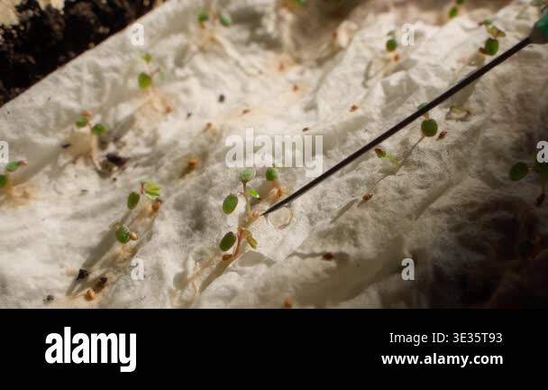 Sprouted wild strawberry seeds moistened with syringe drops close-up ...