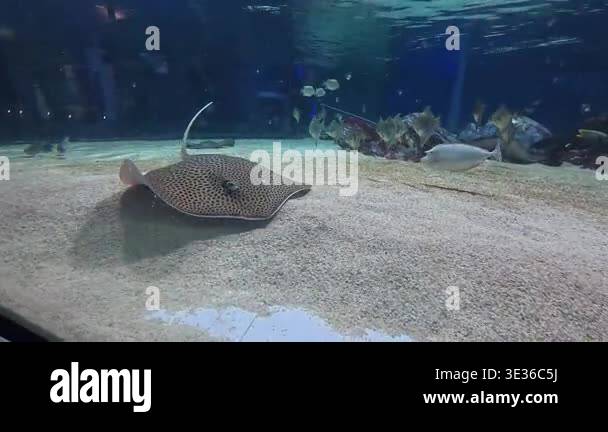 A leopard whipray rests on the sandy floor of an aquarium tank ...