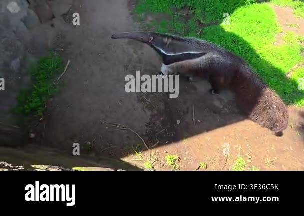 A giant anteater with its distinctive long snout and grey-and-black fur ...