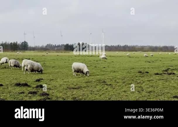 Flock of sheep feeding on lush grass in a field, with wind turbines ...
