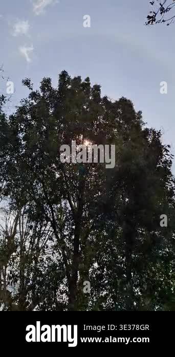 Sunlight peeking through a tree canopy, creating a backlit silhouette ...