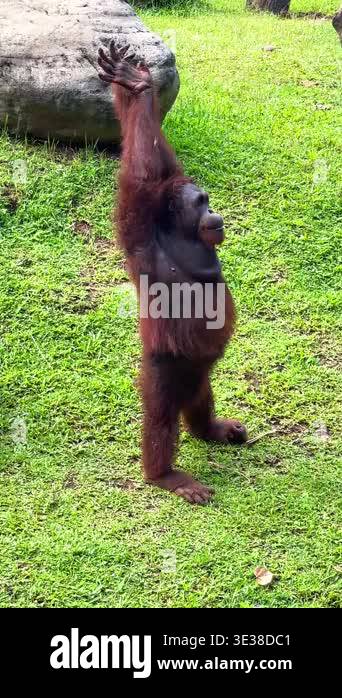 Two orangutans stand on a green lawn at a zoo in Bali, Indonesia, one ...