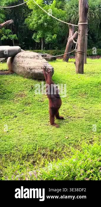 Zoom in on a monkey standing on grass with its paws raised. Conceptual ...