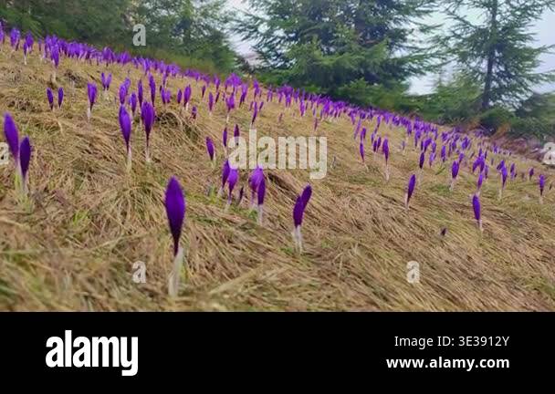 Many crocus flowers blooming in spring on the meadow in Carpathian ...