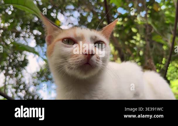 Detailed close-up shot of calico cat sniffing air and looking around ...