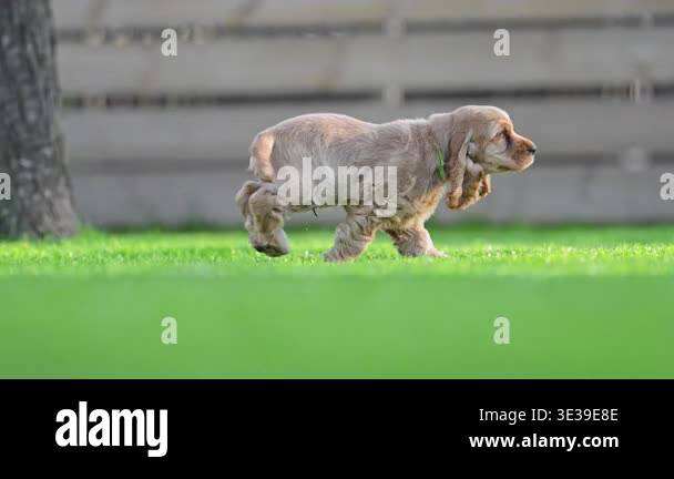 Adorable puppies running freely on green lawn, joyful summer, 4K slow ...