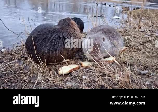 Large orange teeth in nutria.Large gray nutria male yawns with his ...