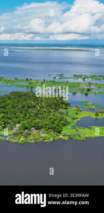 Amazon River at Amazon Forest. The famous tropical forest of world ...