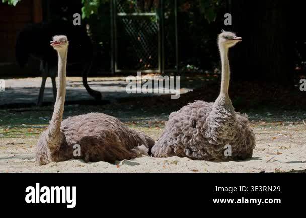 The common ostrich, Struthio camelus, or simply ostrich, is a species ...
