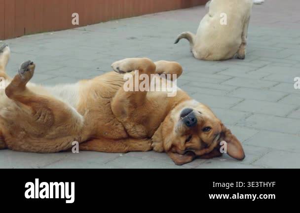 A stray dog rolling on its back and playing on a city sidewalk. Natural ...