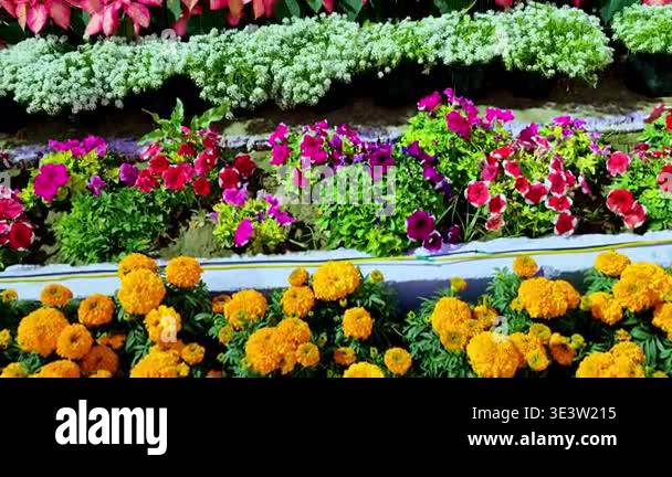 Colorful garden flower bed with layers of blooming plants including ...
