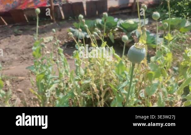 Opium, also called poppy tears or Lachryma papaveris, is the dried ...