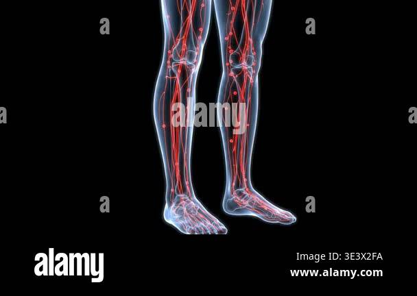 A detailed 3D rendering showcasing the intricate network of arteries ...