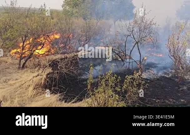 Woody scrubland burning in a large forest fire, in the hot, dry summer ...
