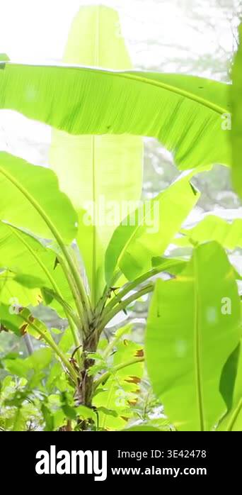Vertical video. Banana Plant Leaves Shining In Tropical Rain With ...