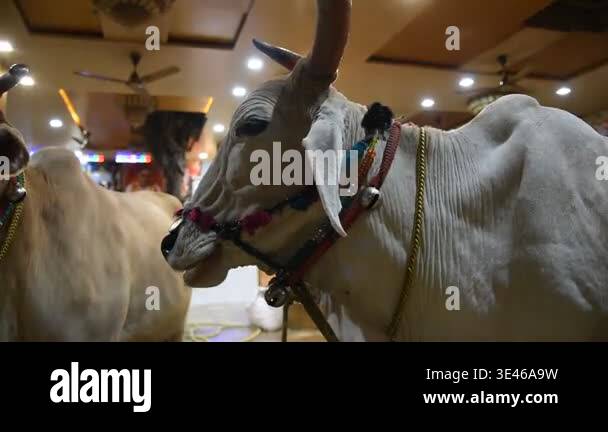 Holy Indian cow in temple, India Stock Video Footage - Alamy